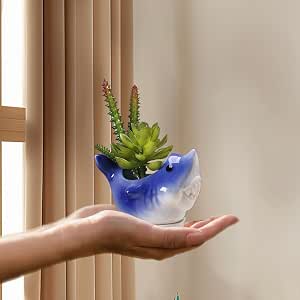 Amazon.com : Cute Ceramic Succulent Happy Shark Garden Pots，w/Pottery ...