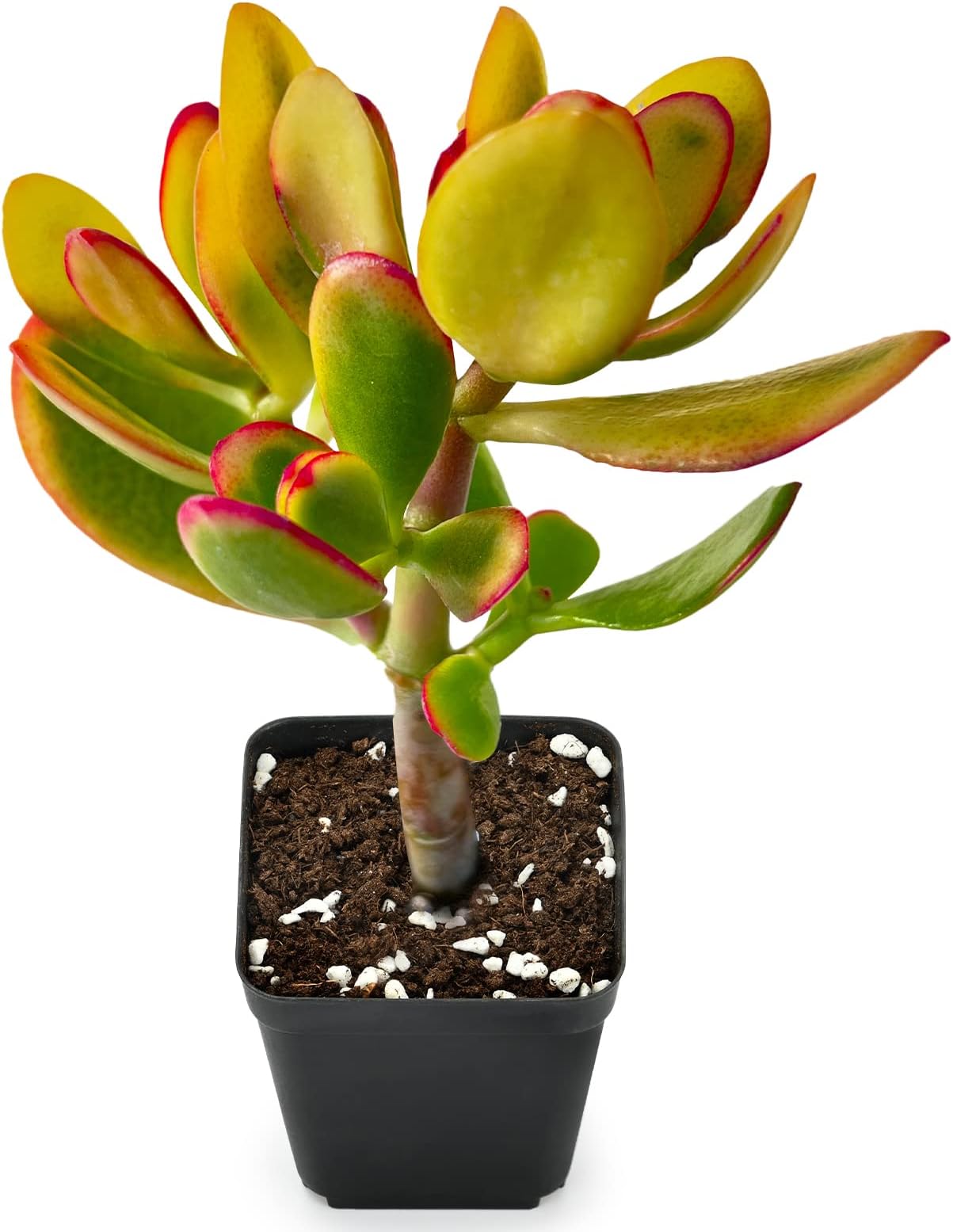 Amazon.com : Sunset Jade Plant - Crassula - Easy to Grow House Plant ...