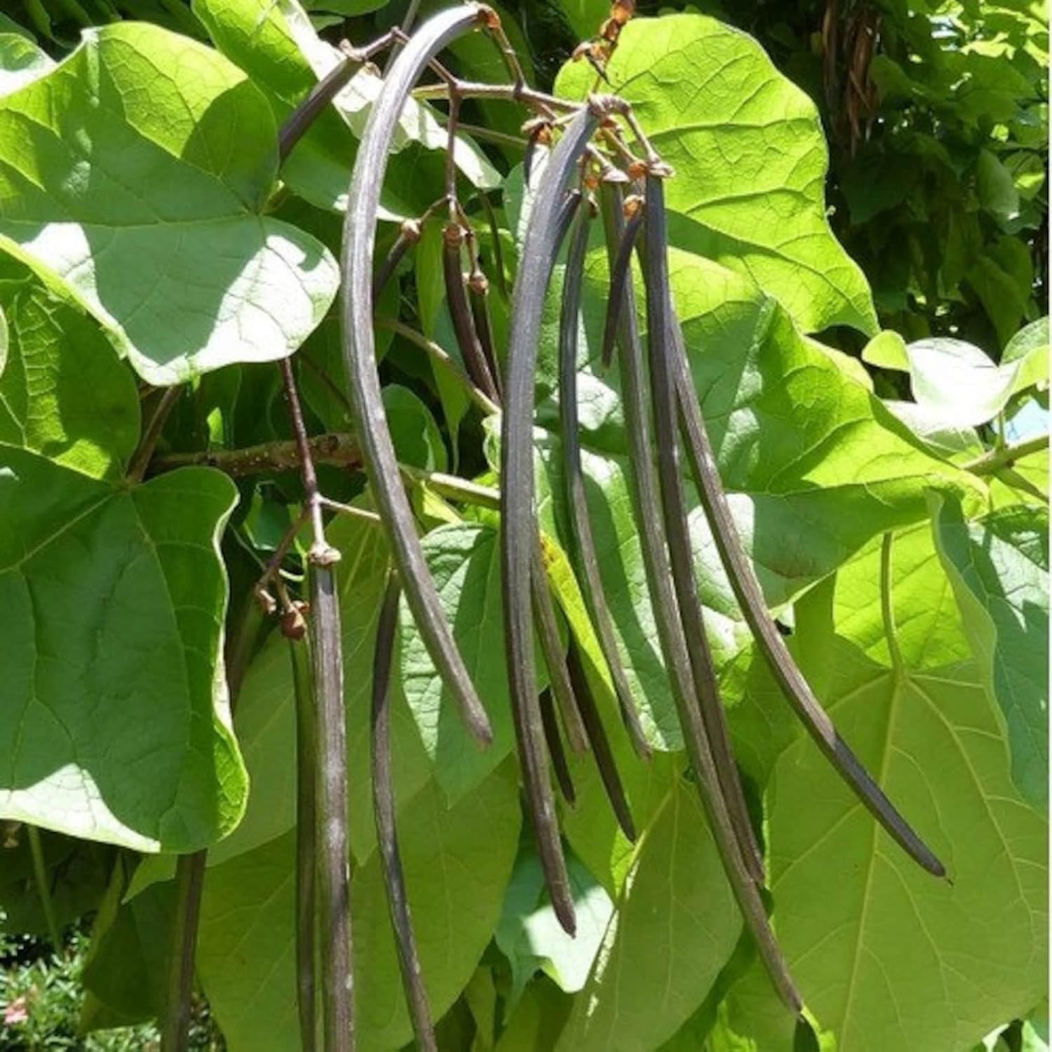 Amazon.com : Southern Cigar Tree Seeds (Catalpa Bignonioides) (YUN) 15 ...