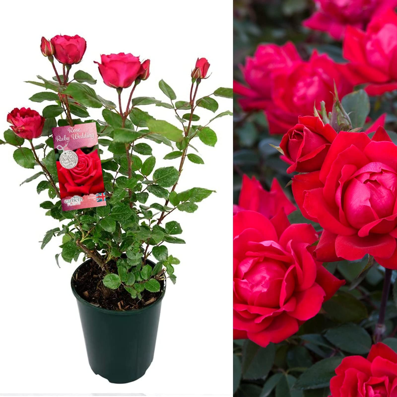 Ruby Wedding Rose Bush - 40th Wedding Anniversary Plant - Give a Living ...