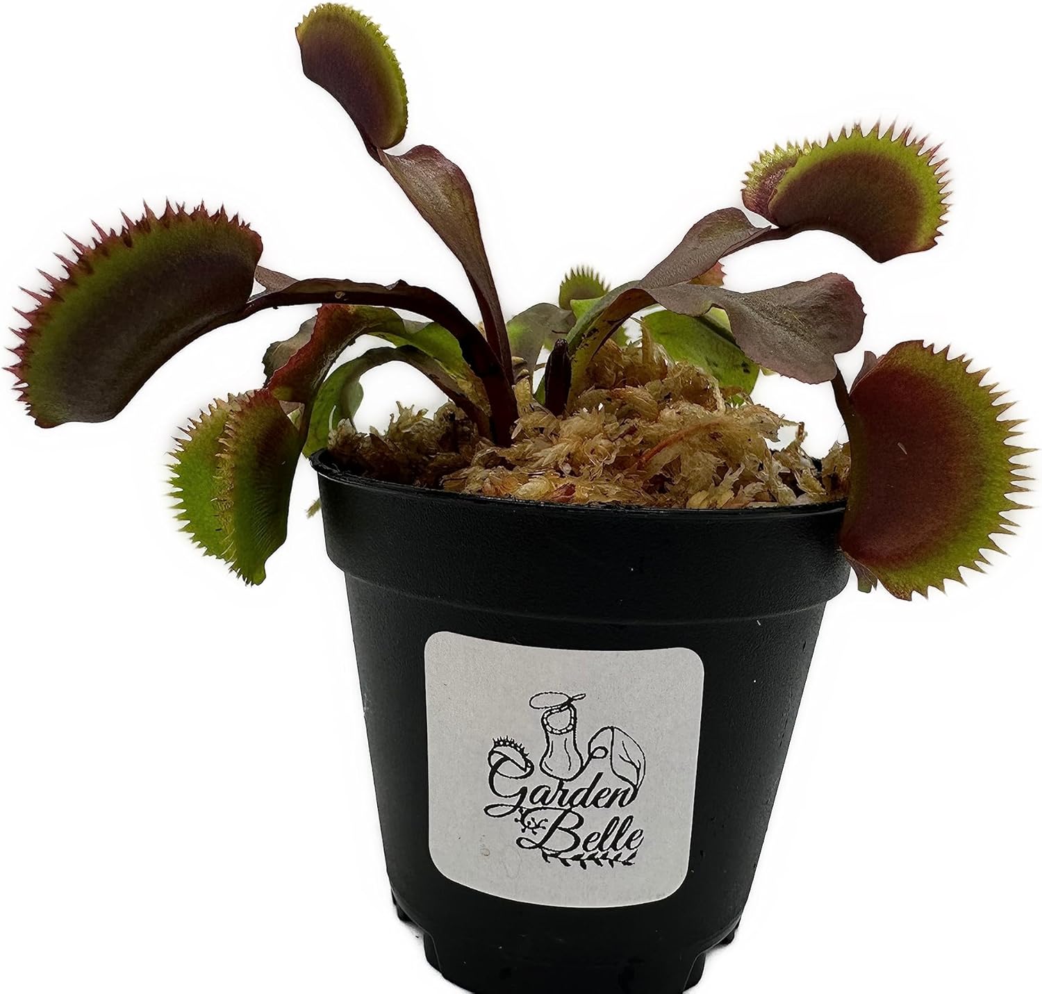 Amazon.com : Rare Venus Flytrap 'Red Piranha' Carnivorous Plant : Patio ...
