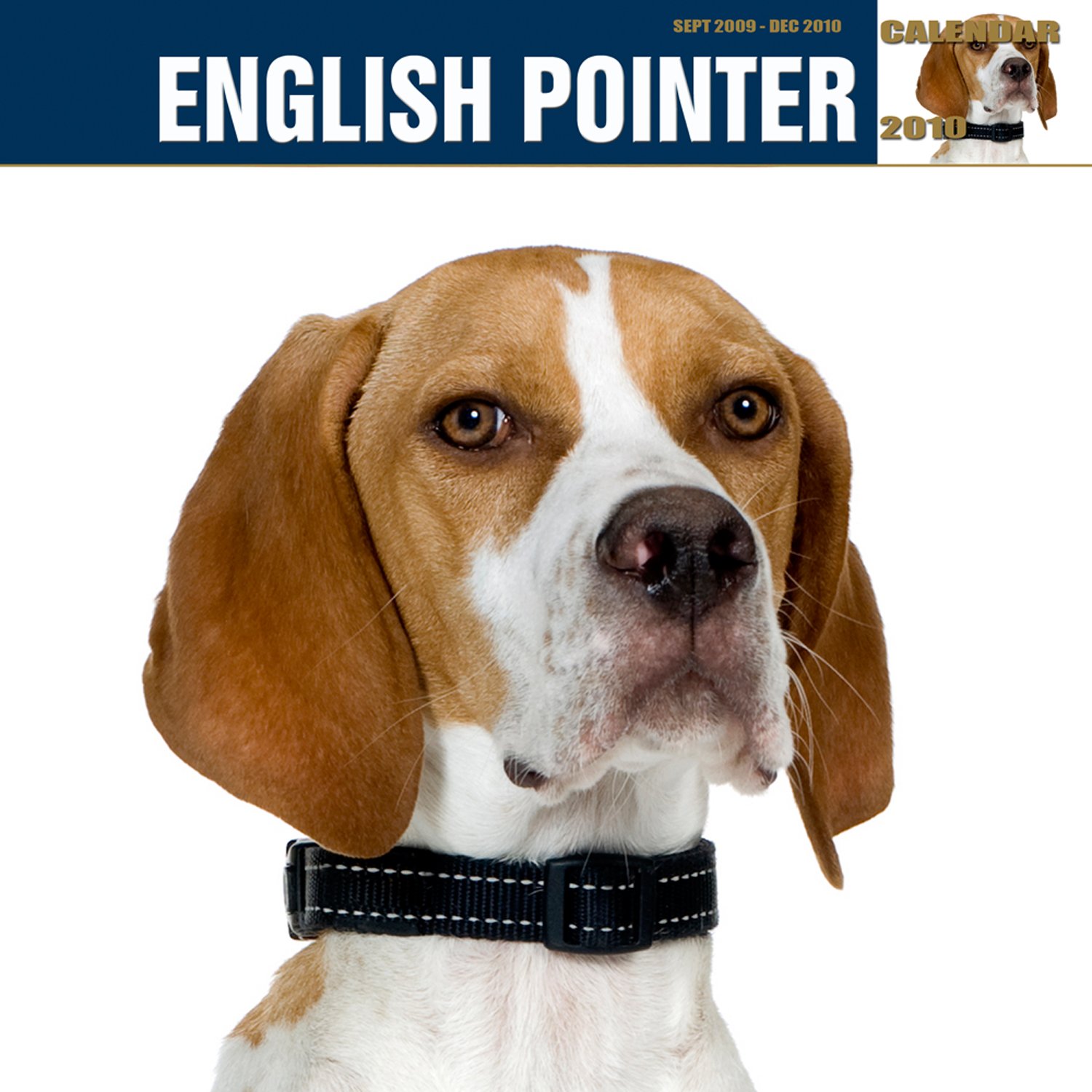 Amazon.in: Buy ENGLISH POINTER Book Online at Low Prices in India ...
