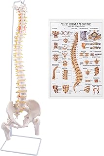 Understanding The Cpt Code For Radiofrequency Ablation Of Lumbar Spine ...