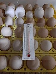 Amazon.com: Little Giant® Incubator Thermometer Kit | Temperature ...