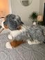 Amazon.com: Douglas Sinclair Australian Shepherd Dog Plush Stuffed ...