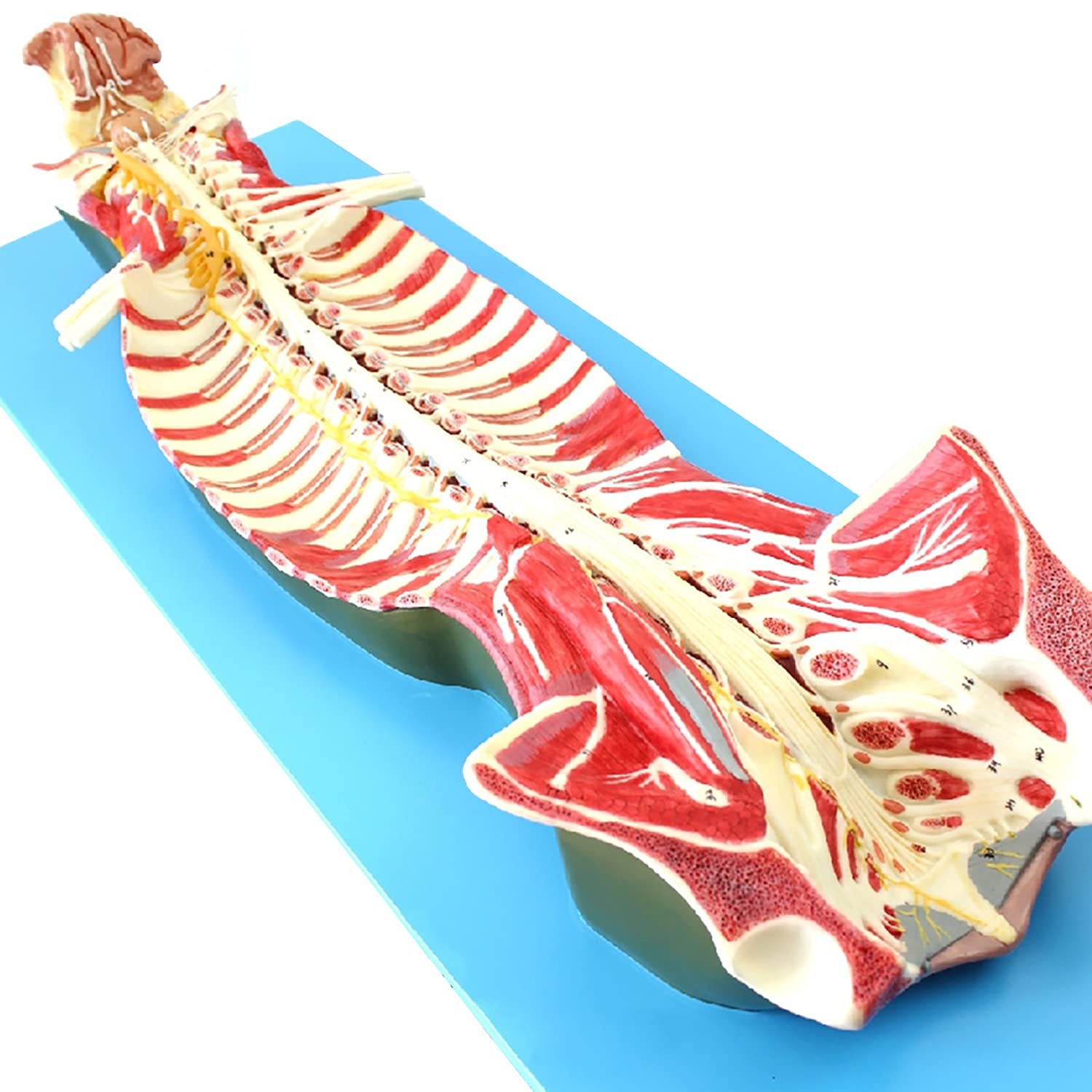 Buy JYKCBP Human Spine Spinal Canal Anatomical Model With Digital buy-jykcbp-human-spine-spinal-canal-anatomical-model-with-digital