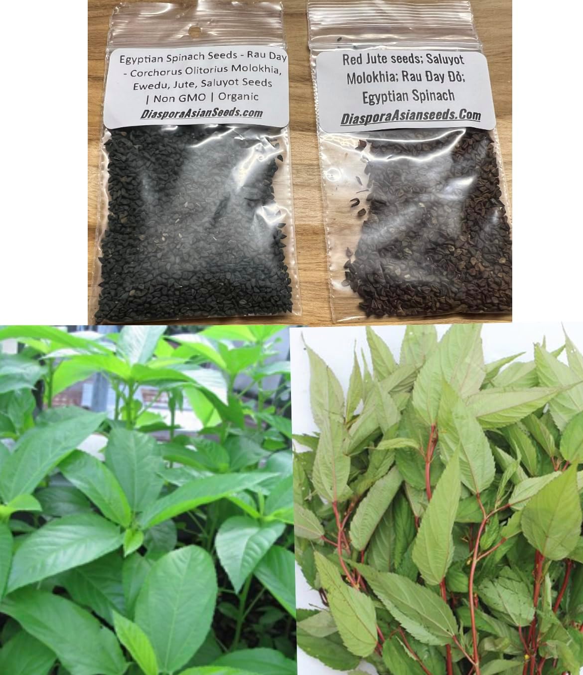 Amazon.com : Set of 7,000 Red & Green Jute Seeds; Molokhia; Rau Đay Đỏ ...