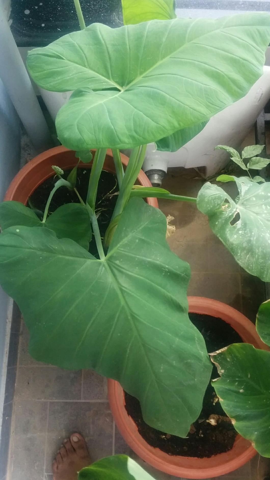 Seed Stores: Malanga Blanca Elephant Ear Xanthosoma Sagittifolium Plant ...