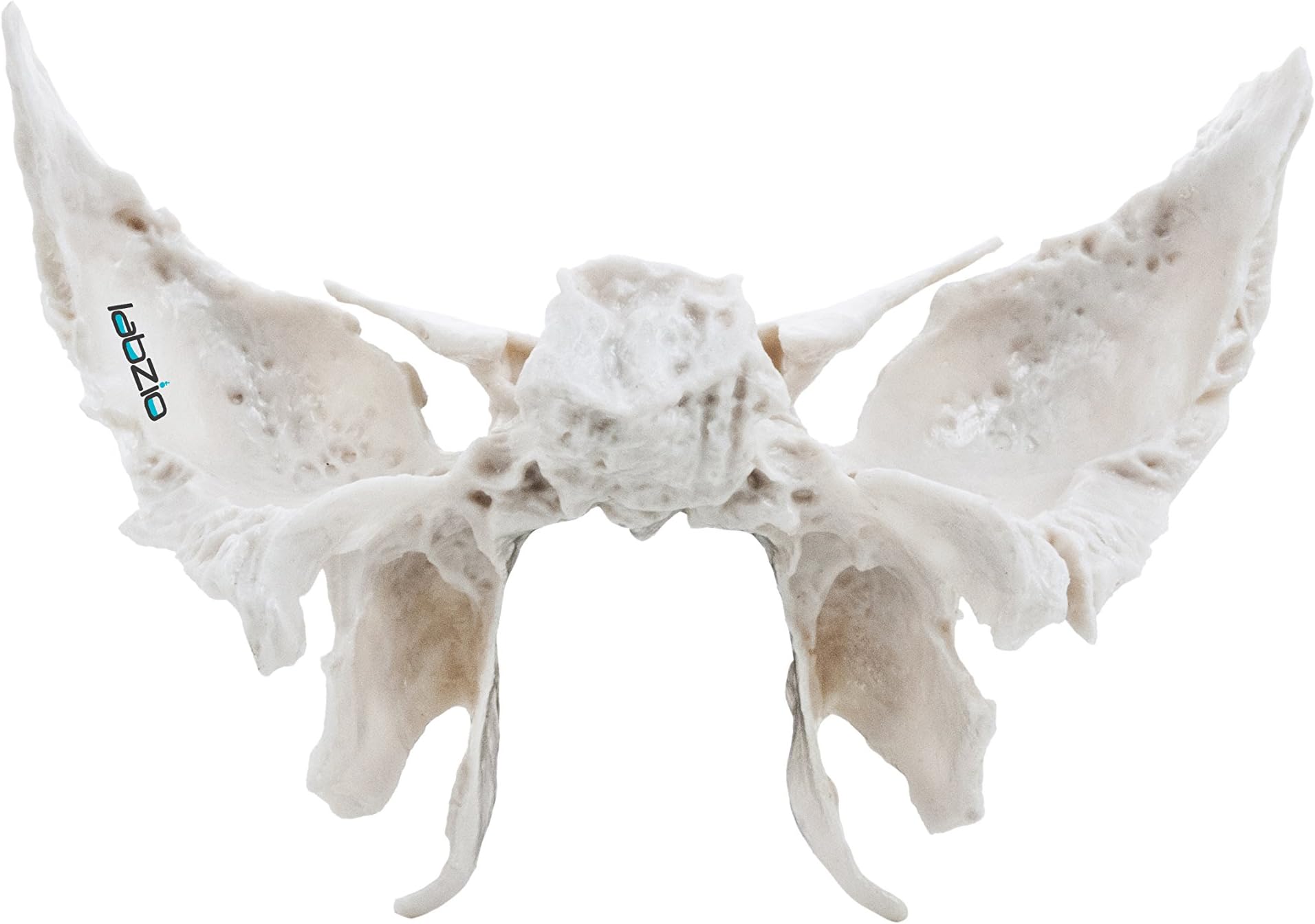 Labzio - Sphenoid Bone, Anatomically Correct, Cast From Original Human ...