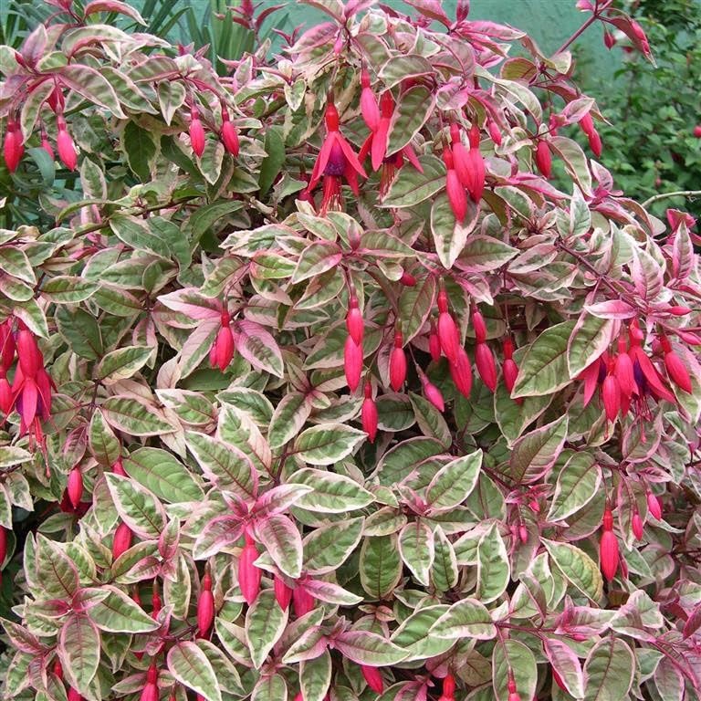 Fuchsia 'Sunray' - syn. F. 'Tom West' Garden Plant Hardy Perennial ...