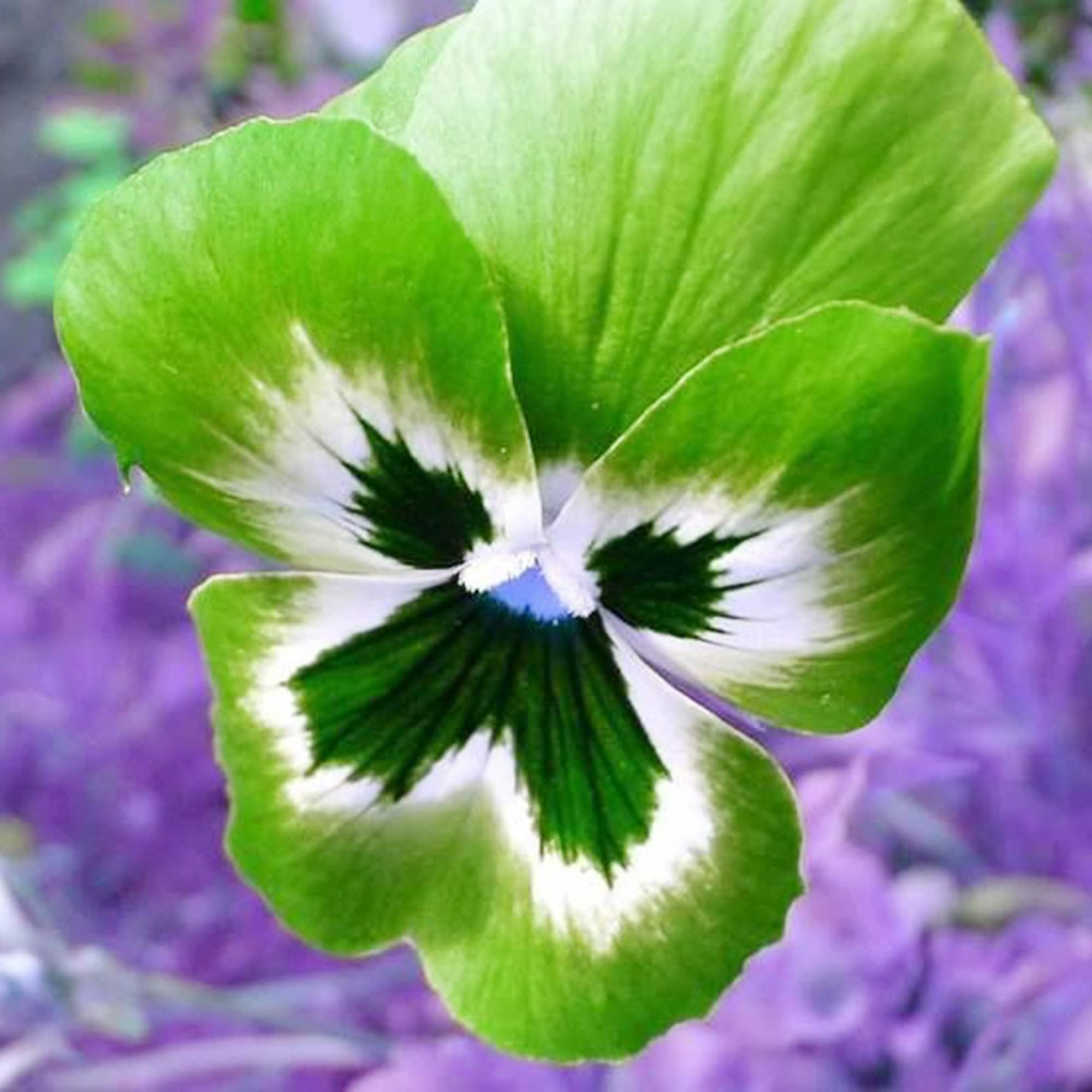 Amazon.com : QAUZUY GARDEN 100 Rare Green Pansy Violet Viola ...