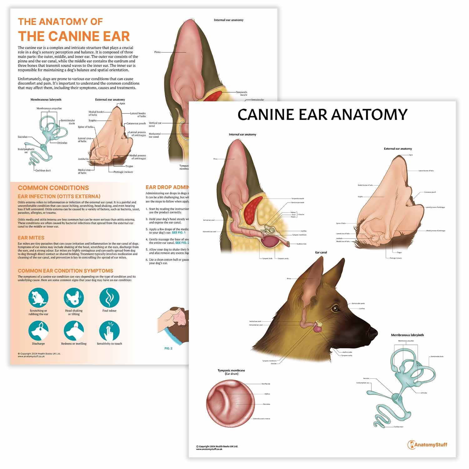 The Anatomy of the Canine Ear Poster/Chart, 24x60 cm, 18x24 inches, Dog ...