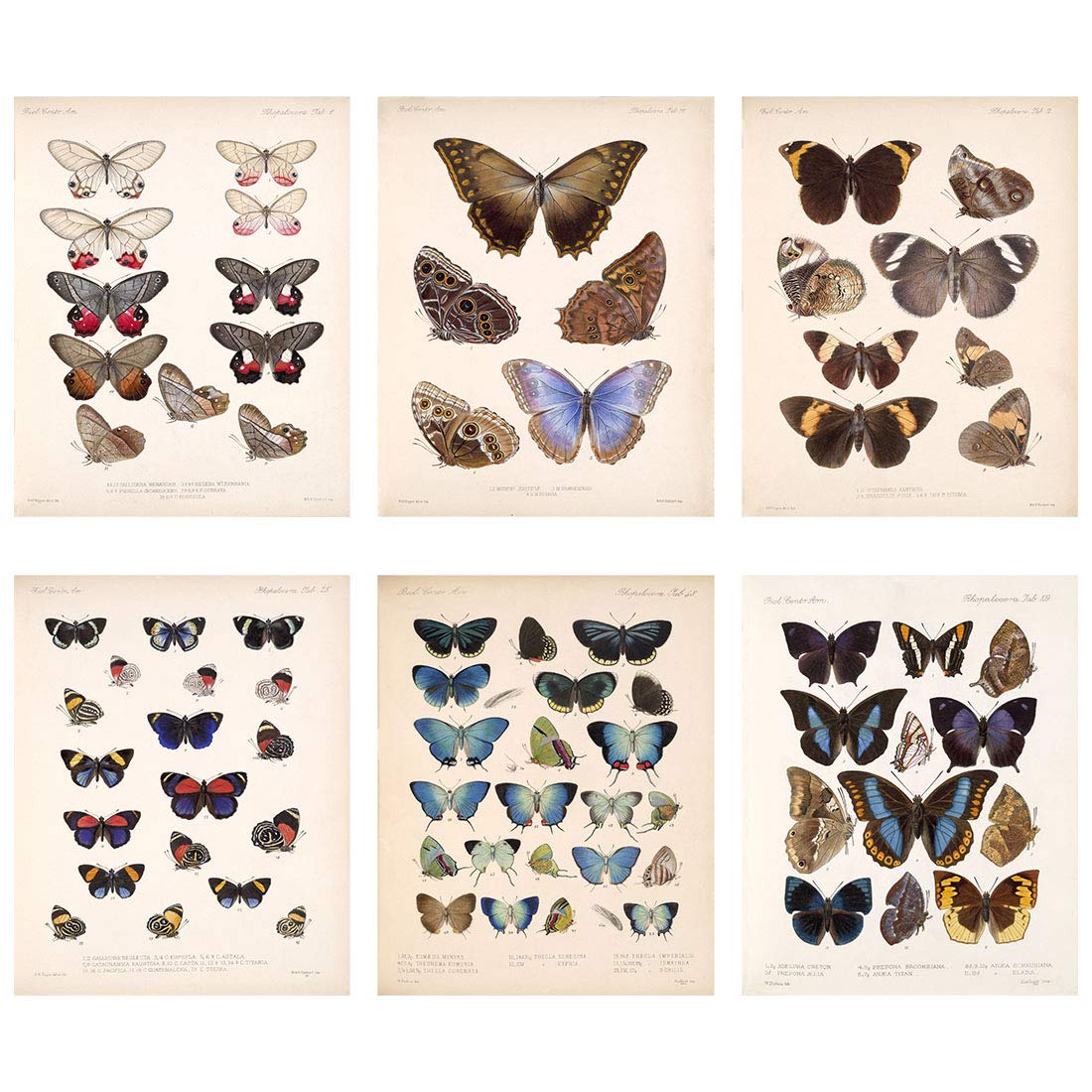 Butterflies Of The World Chart Small Butterfly Cut Outs (teacher Made)