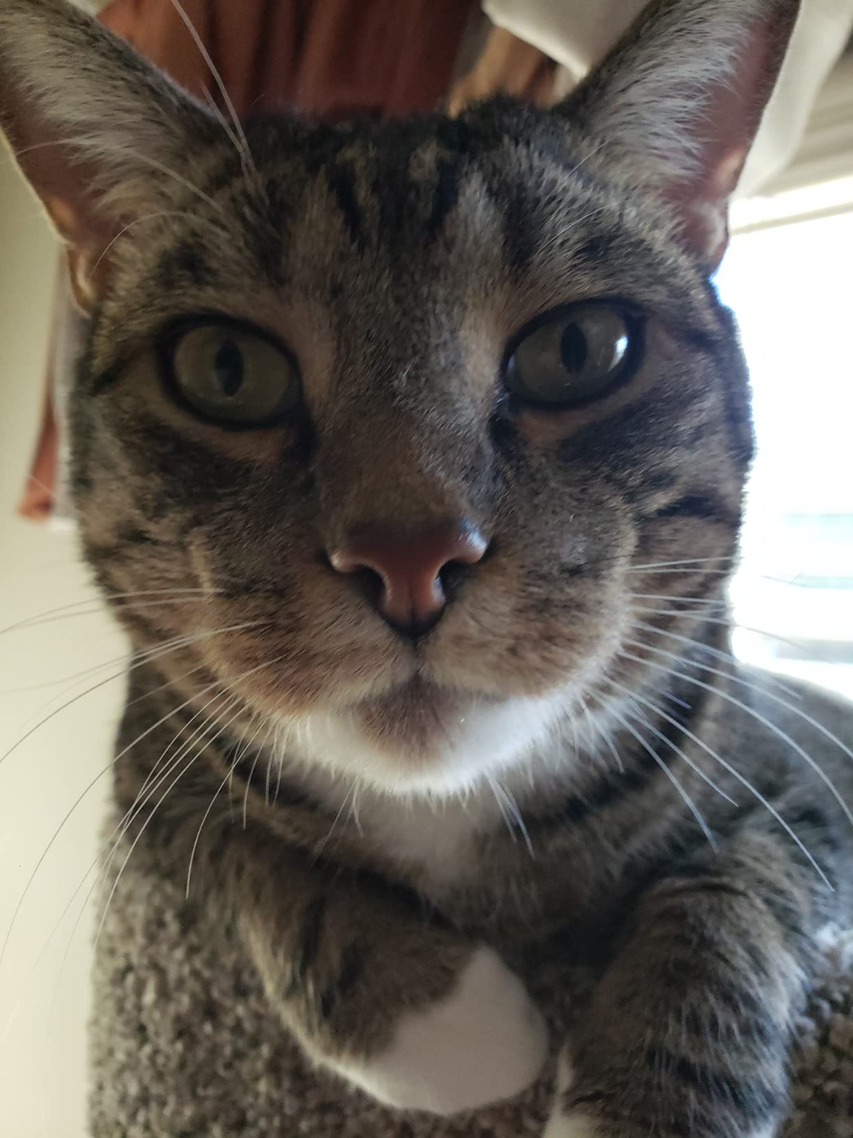 Amazon.com : Ontel Flippity Fish Interactive Cat Toy with Catnip ...