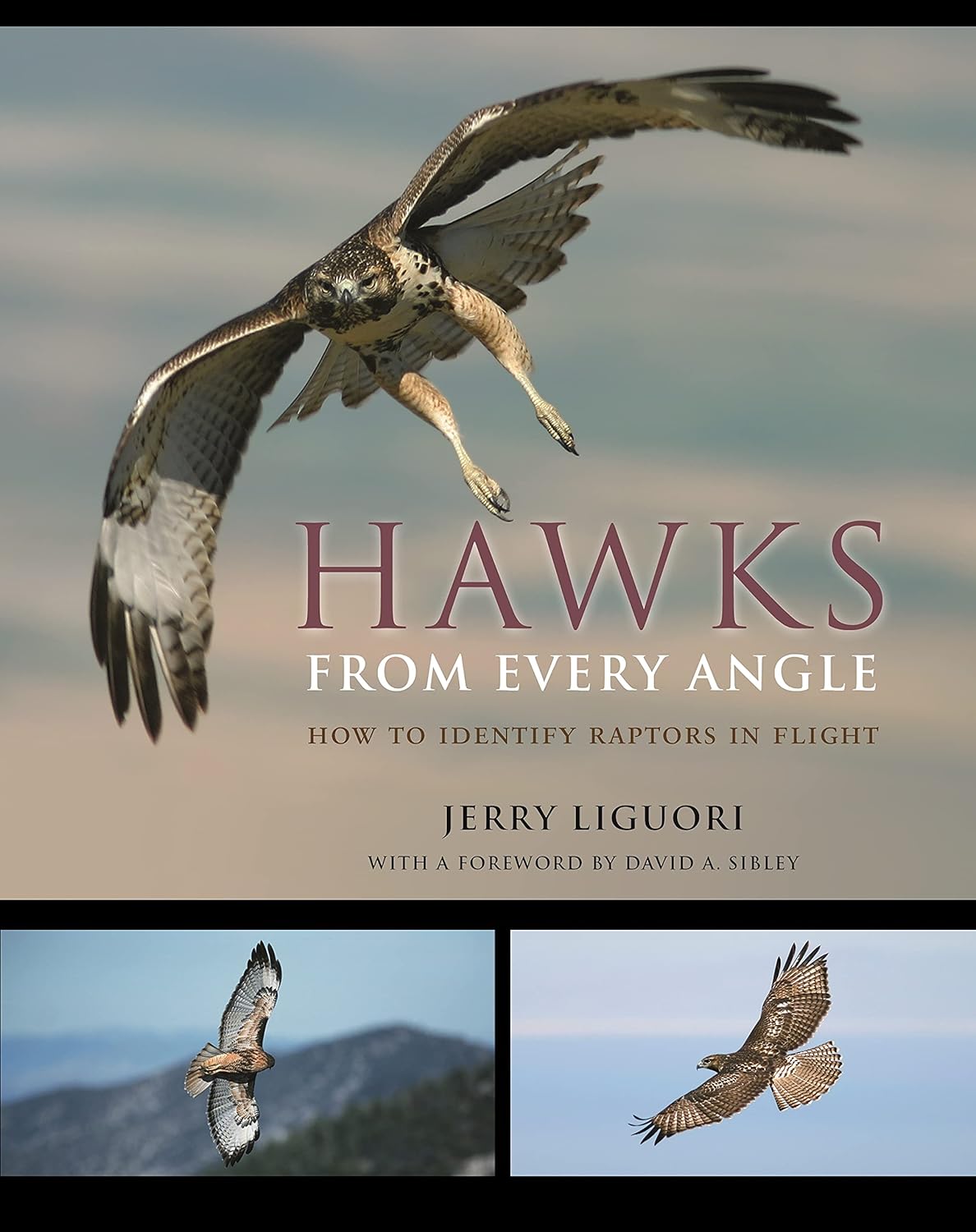 Hawks from Every Angle: How to Identify Raptors In Flight (English ...