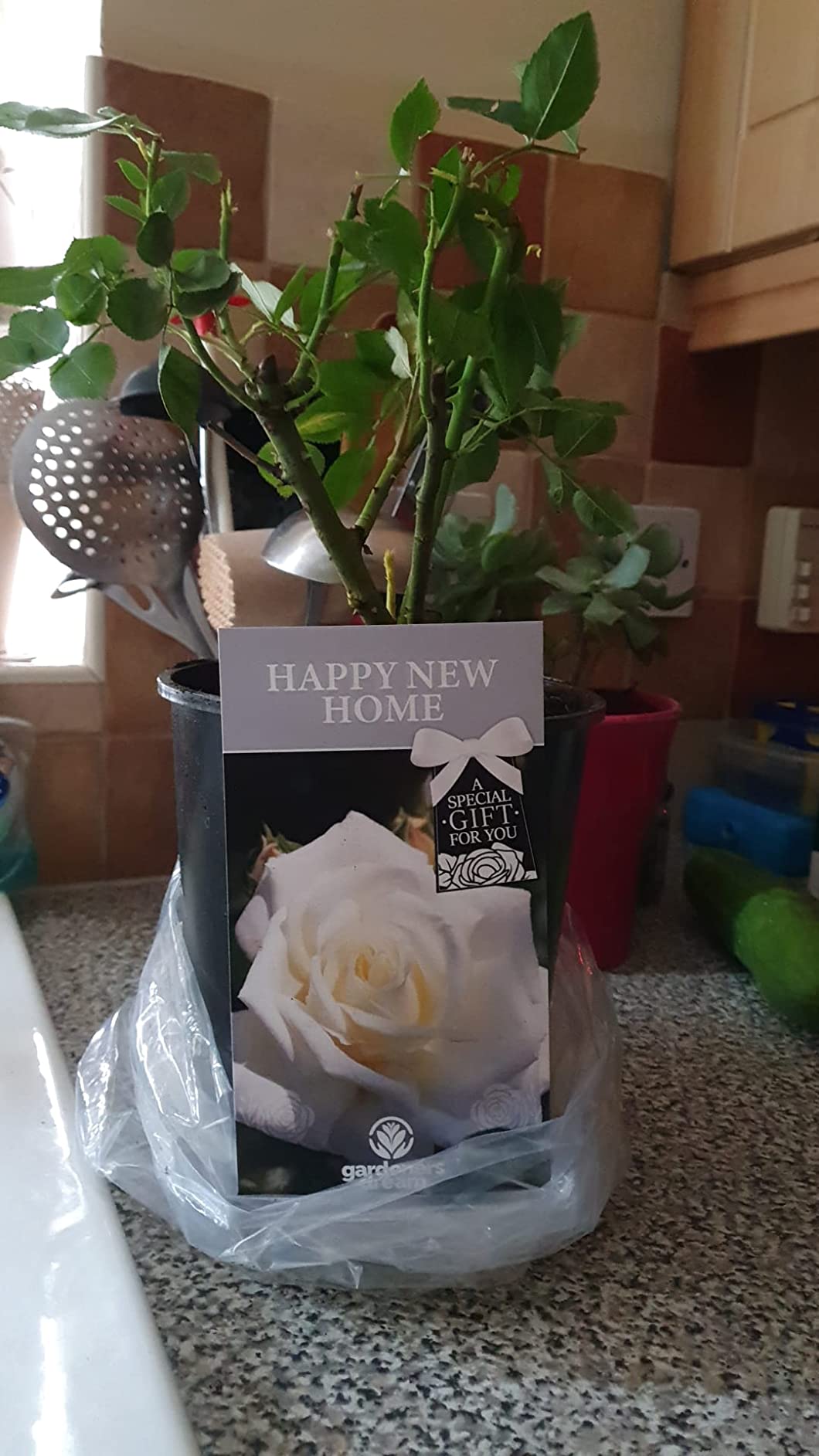 Happy New Home Rose - Housewarming New House Gift - Celebrate a Home ...