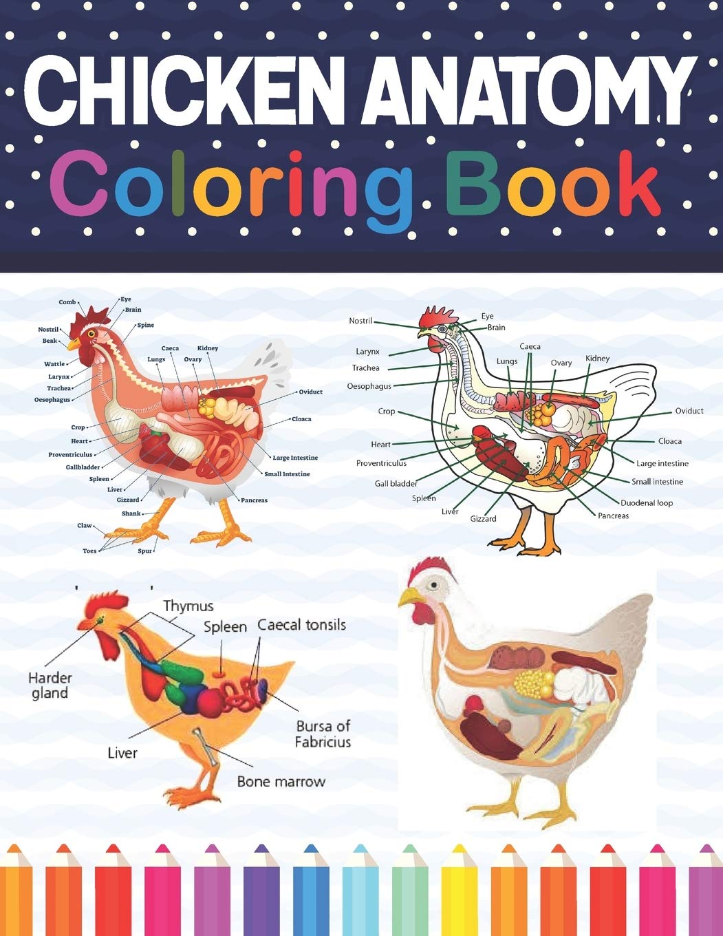 Chicken Anatomy Coloring Book Chicken Anatomy And Veterinary Physiology ...