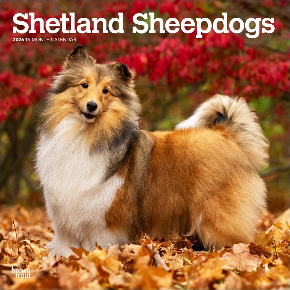 Shetland Sheepdogs | 2026 12 x 24 Inch (Hanging) Monthly Square Wall ...