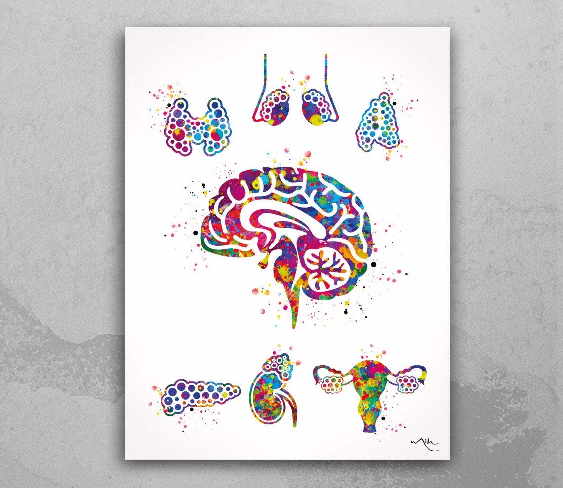 Endocrine System Anatomy Art 4,700+ Endocrine System Stock