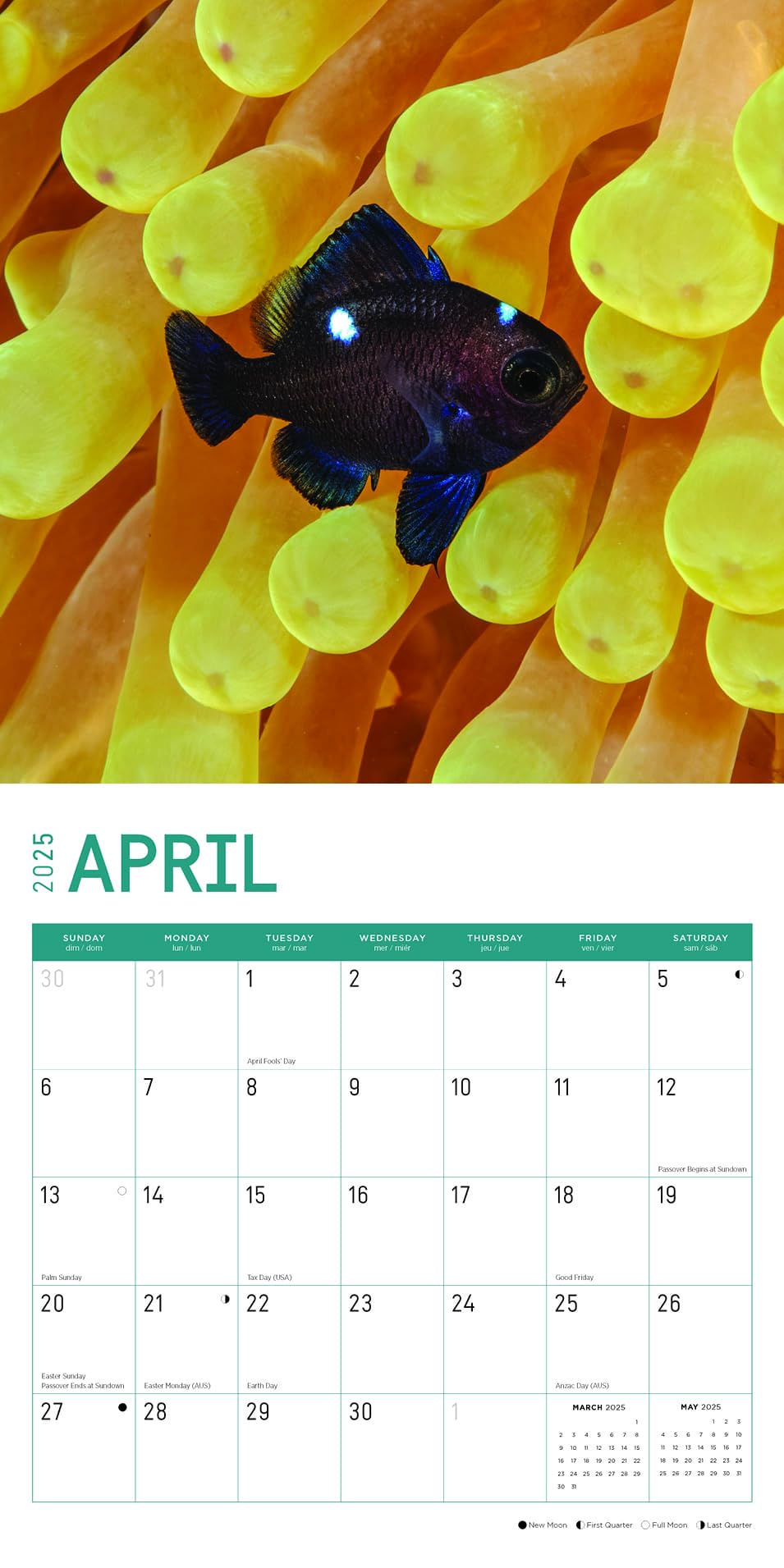 2014 Fish Calendar Printable Linda White's Handmade Annual Desk