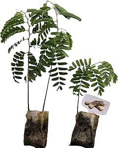 Amazon.com : Tamarind Plants. Live, Sour Tamrind Tree. Easy Grow ...