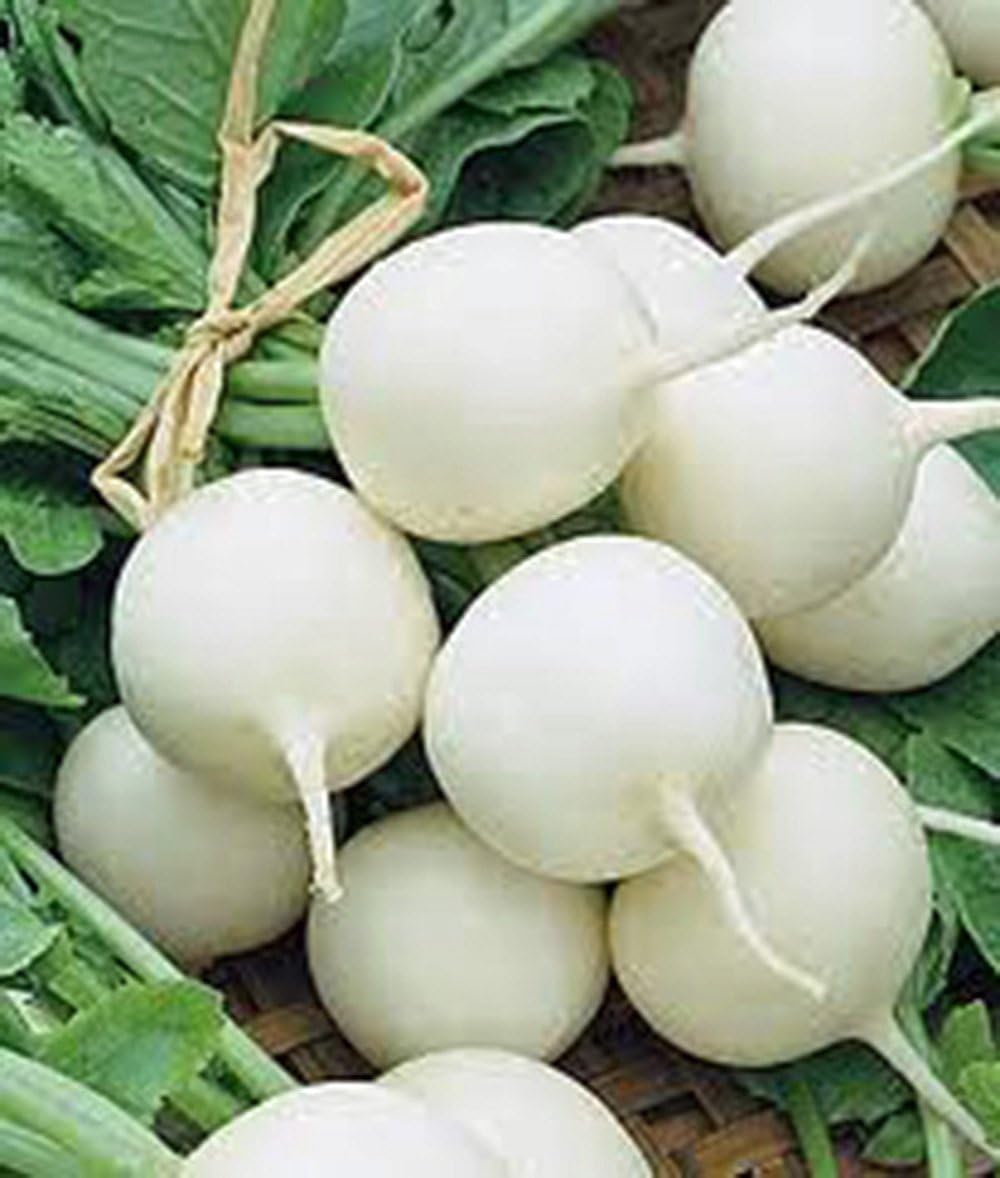 Amazon.com : Radish Seed, Hailstone- Round White, Heirloom, Non GMO, 25 ...