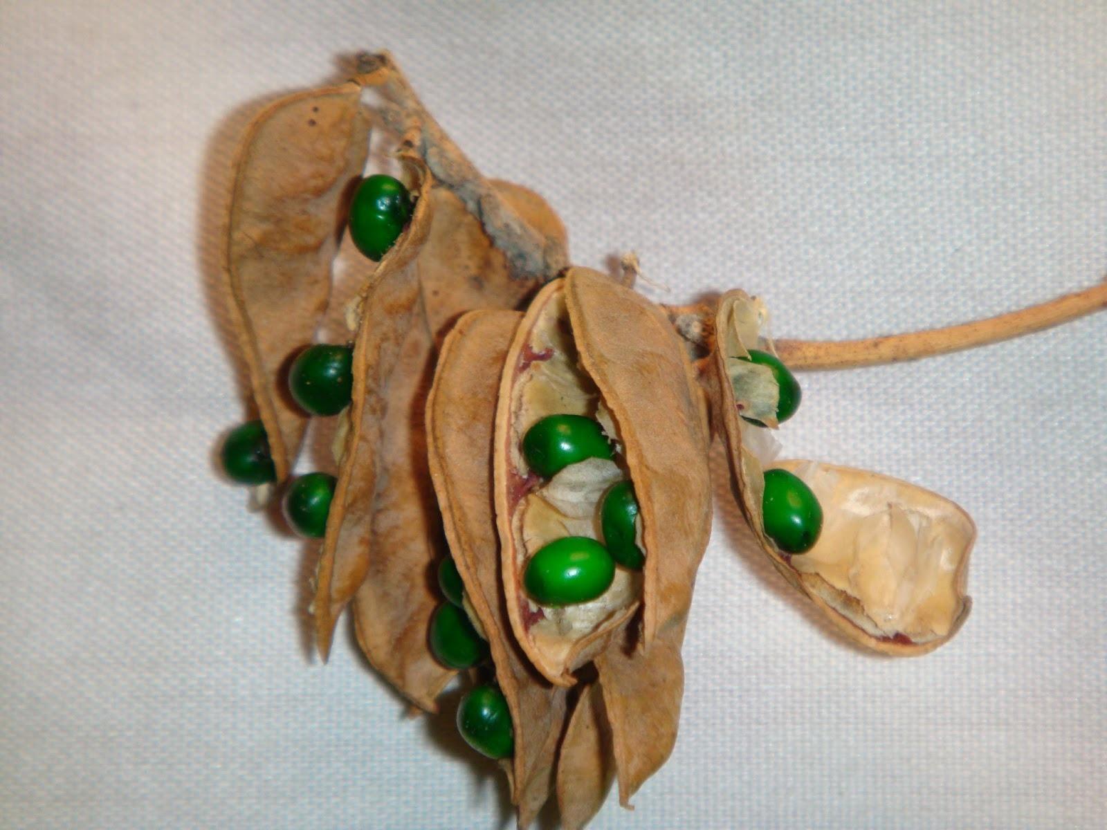 Natural Rakt Gunja -Red Chirmi Beads -Abrus Seed -Gamanchi -Gaunchi ...