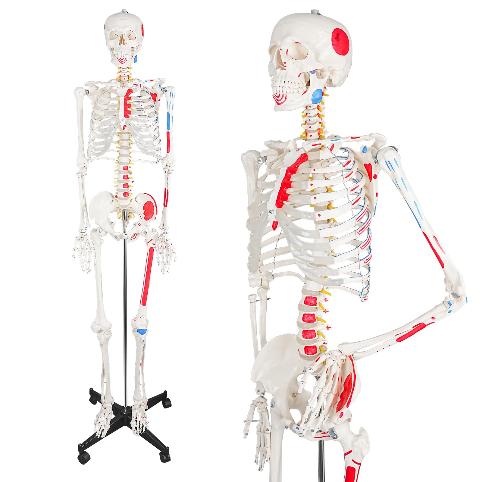 Buy Human Skeleton Model, Life Size Anatomical Skeleton Replica with ...