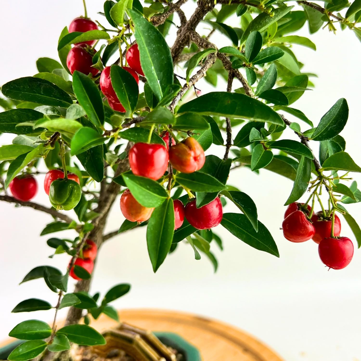 Amazon.com : Dwarf Barbados Cherry Plant Live, Acerola Red Cherry ...