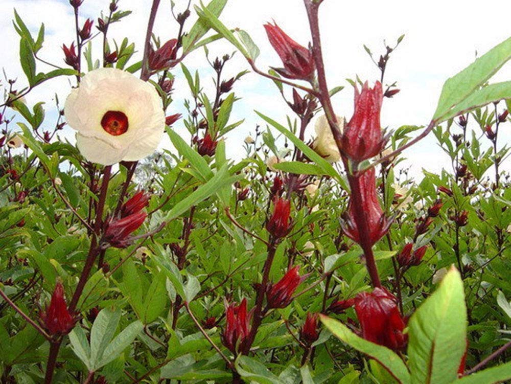 Buy Potseed Germination : 230 SeedsThai Roselle /Hibiscus Sabdariffa ...