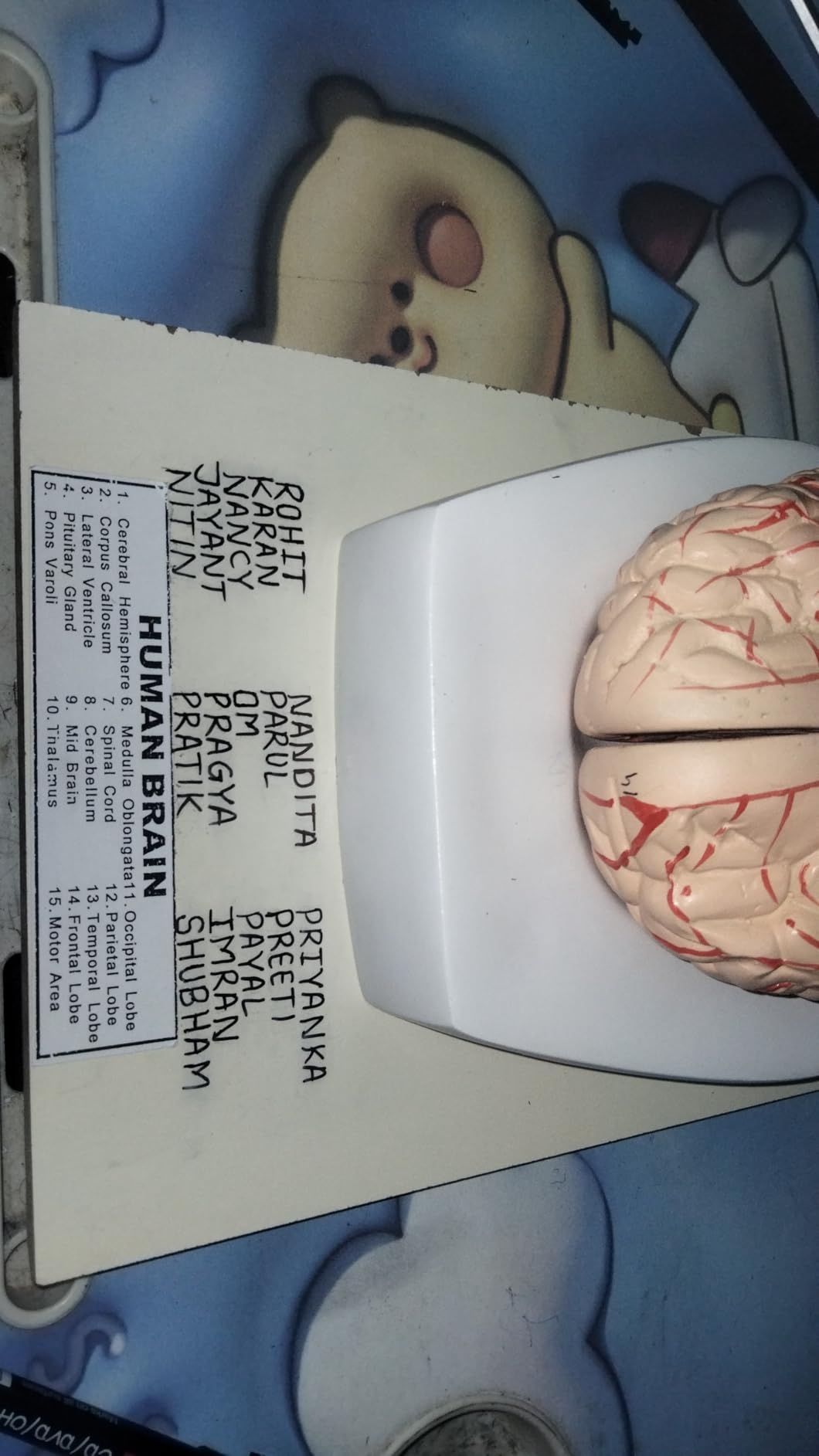 ISKO® Human Brain Model, Life-Size Anatomically Accurate Brain Model, 8 ...