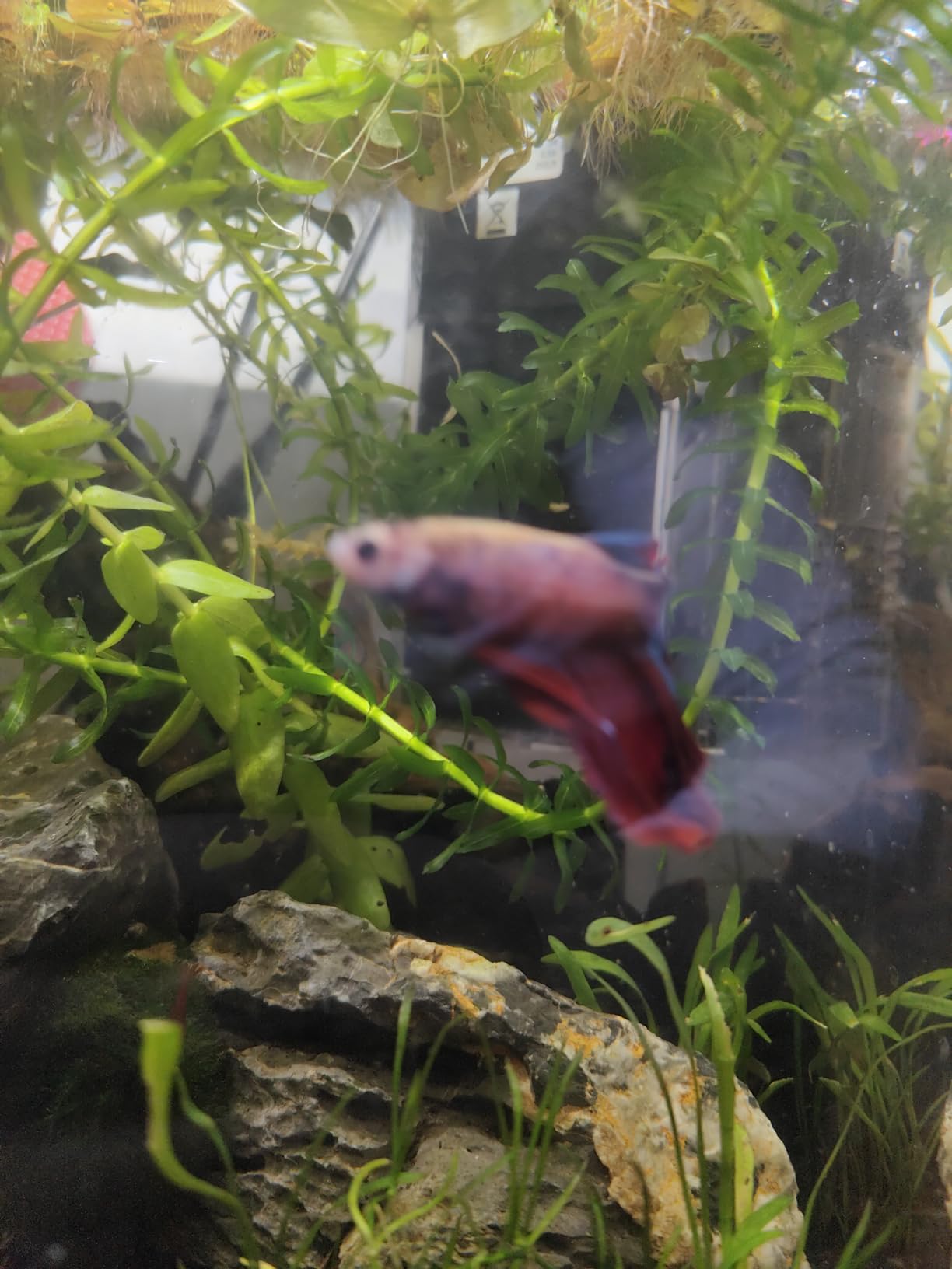 AquaOne Aquarium Filter JP-092 I Innenfilter für Aquarien bis 40 Liter ...