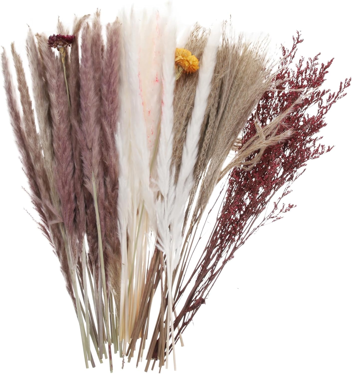 Amazon.com: Alipis 4 Boxes Dried Pampas Bouquet Dried Flower Stem ...