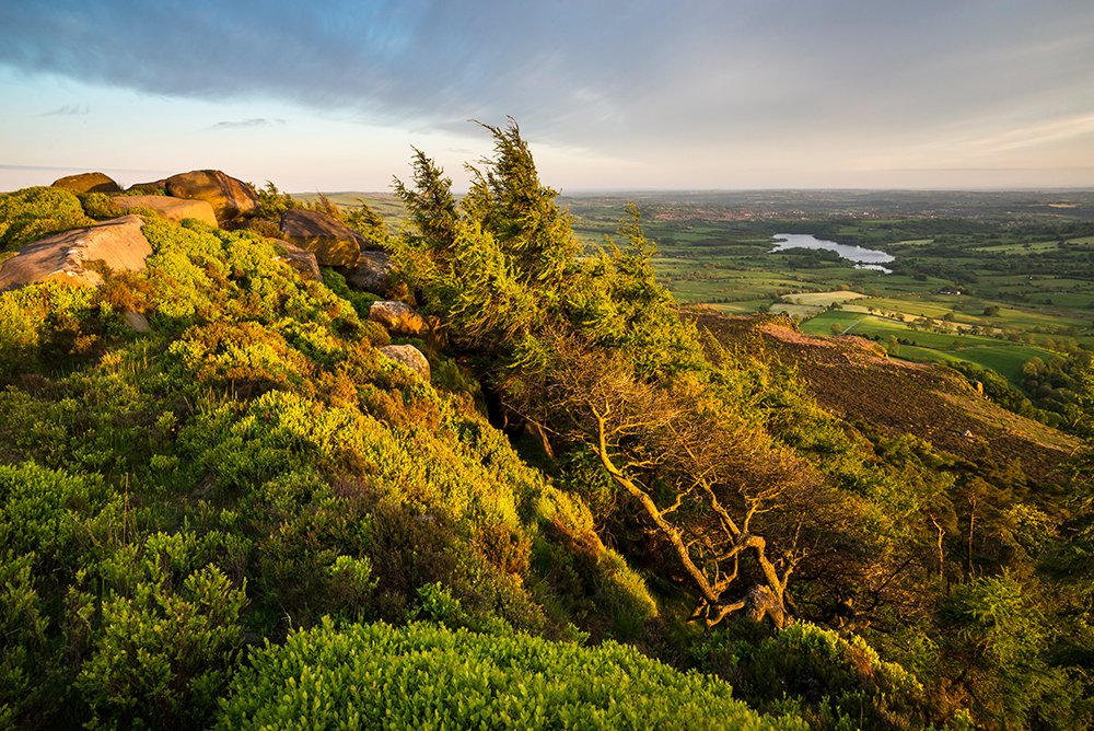 Buy Windblown Trees Below The Roaches, Staffordshire Poster Print, 17 ...