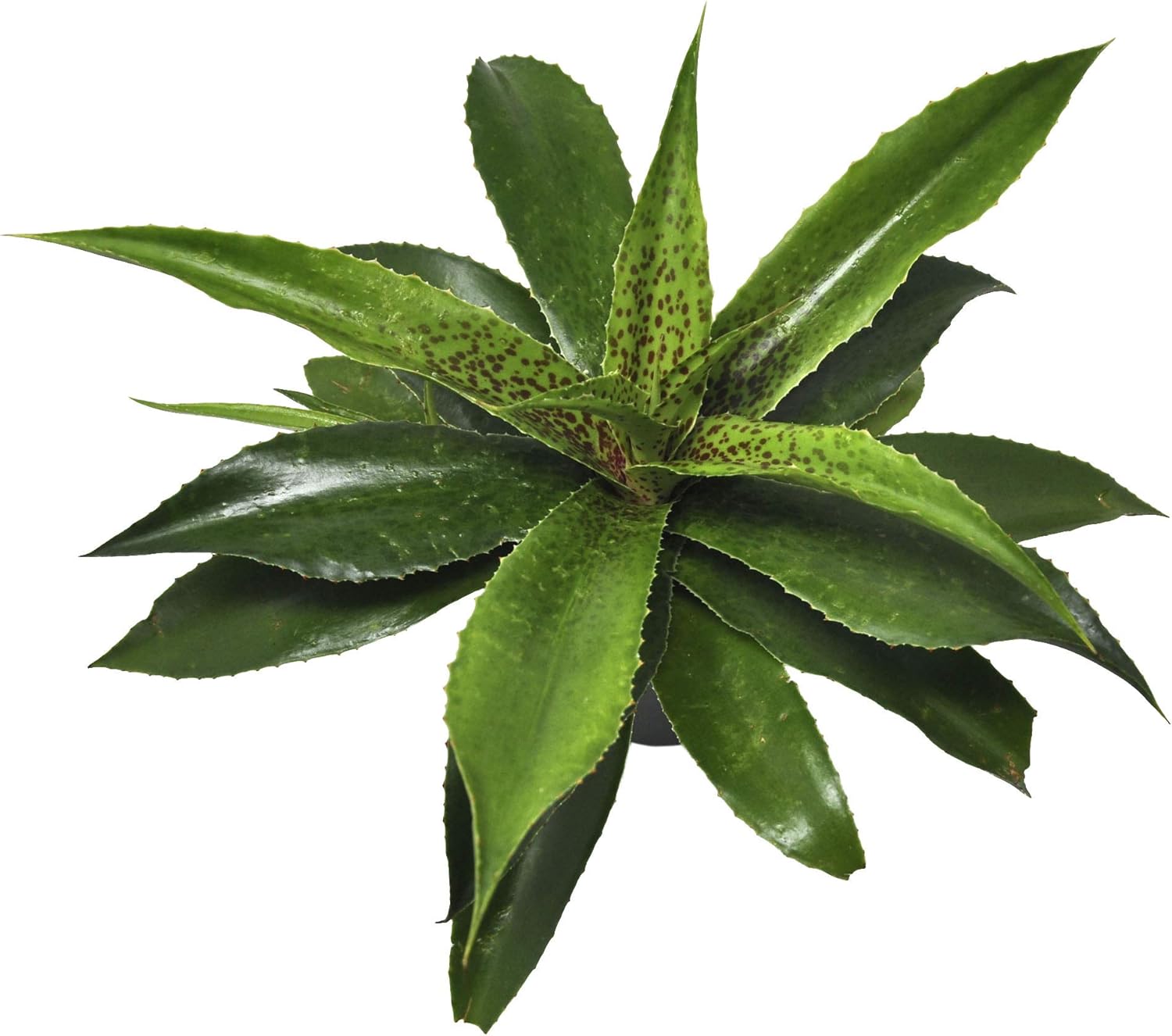 Amazon.com : Mangave Spotted Dotty, Fast Growing Agave, Manfreda Cross ...