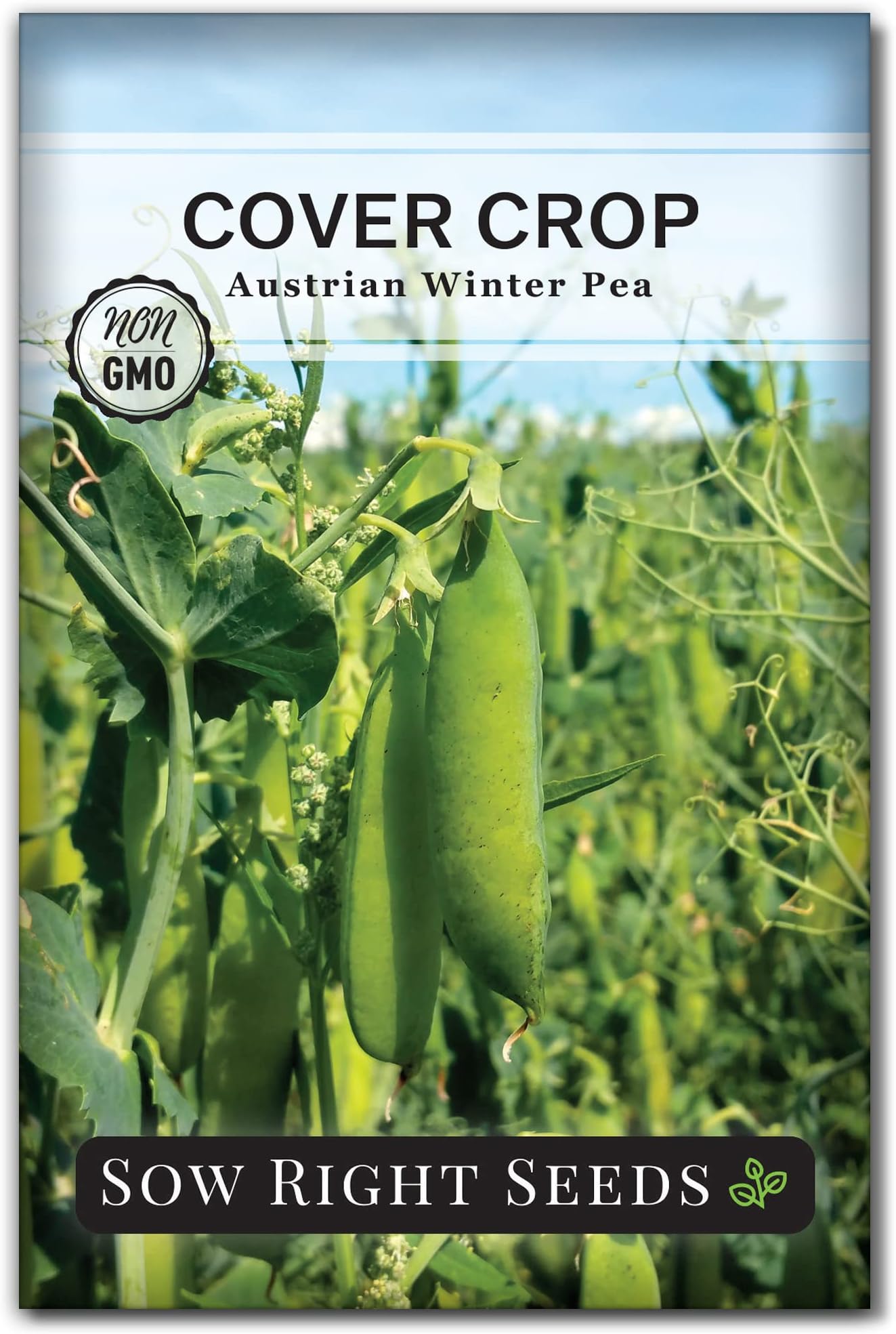 Amazon.com : Sow Right Seeds - Austrian Winter Peas for Planting ...