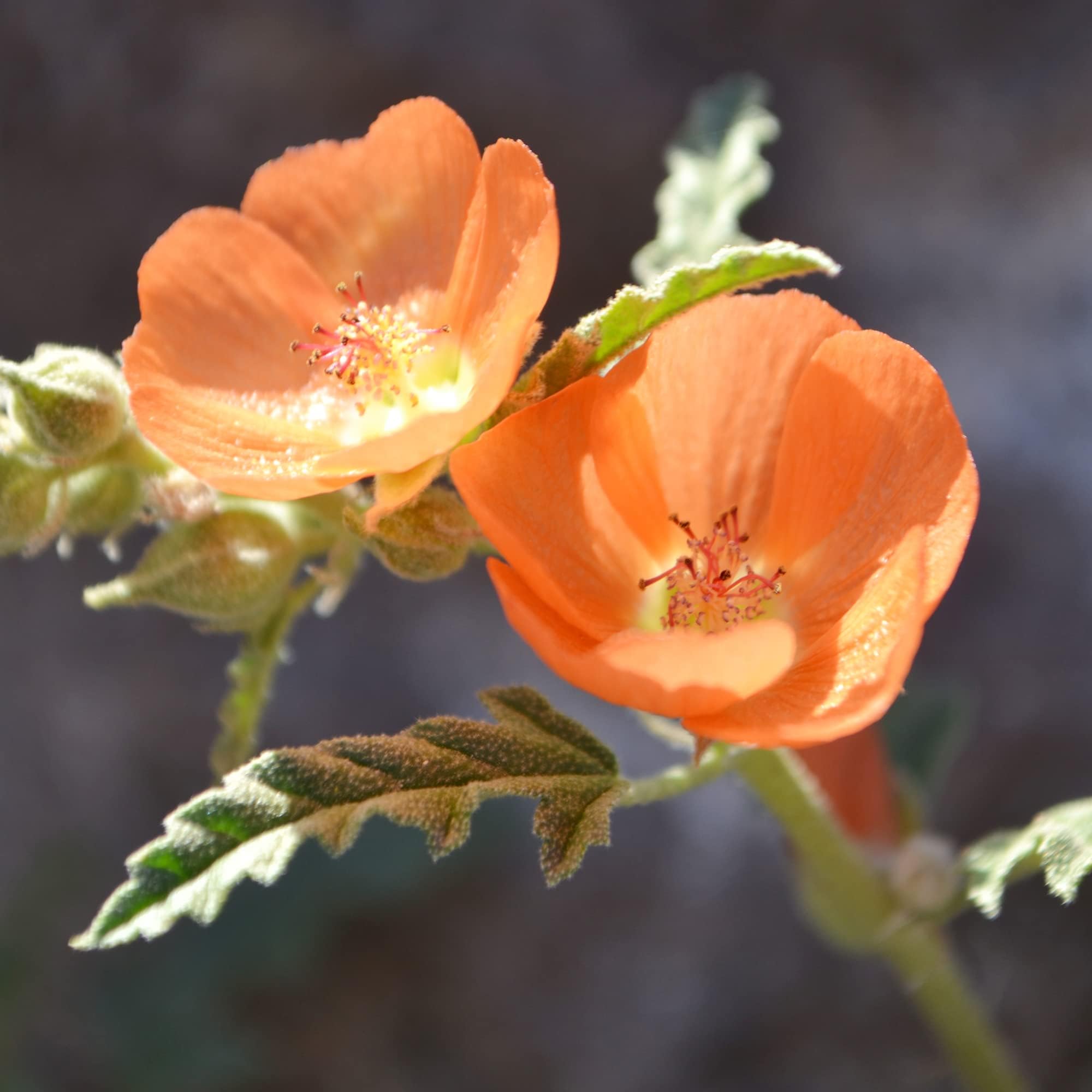 Amazon.com : YEGAOL Garden 20 Desert Mallow Seeds Sphaeralcea Ambigua ...