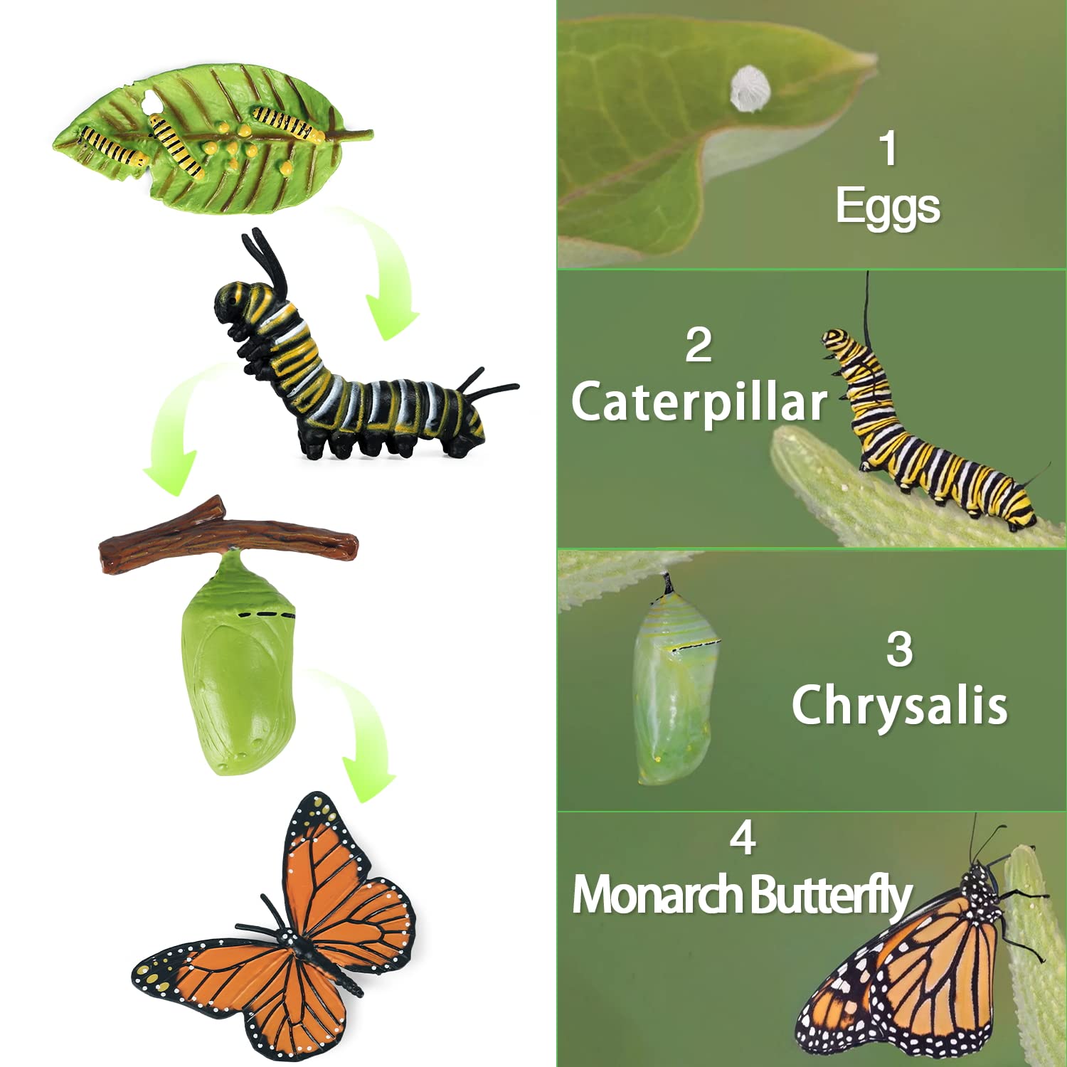SIENON 4pcs Butterfly Life Cycle Toy Figurines and 4pcs Actias ...