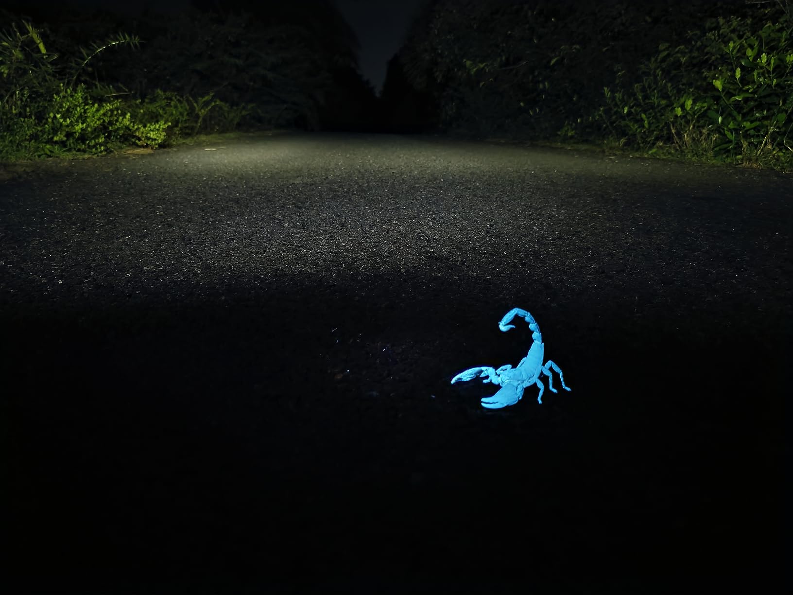 LED UV Black Light Flashlight 365nm Rechargeable Energy Saving Portable ...