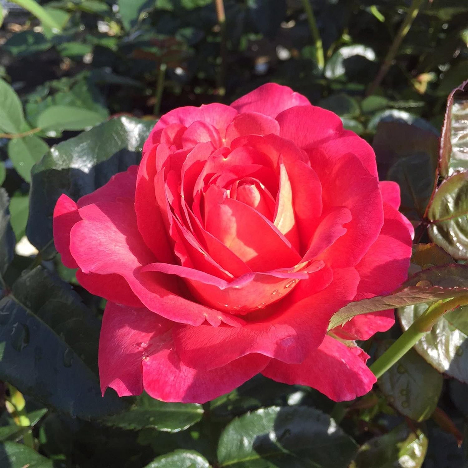Duftende Strauchrose 'Noacks Classico'®, pink, Topf 5 Liter : Amazon.de ...