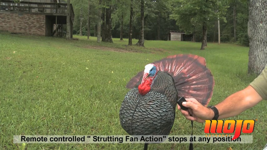 Watch MOJO Outdoors Quarter Pounder Motorized Turkey Decoy with Remote ...