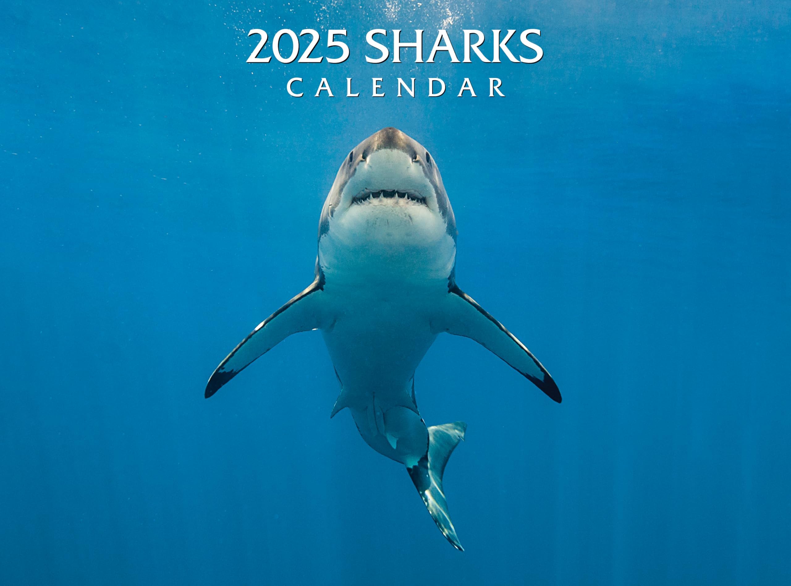 Amazon.com: Shark Calendar 2025 Shark Gifts Sharks Monthly Wall ...