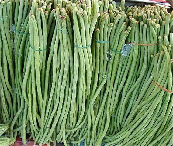 Chillatai® Long Variety cowpea,Hybrid Variety Yard Long Beans, Long ...