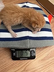 Amazon.com: Amazon Basics Digital Kitchen Scale with LCD Display ...