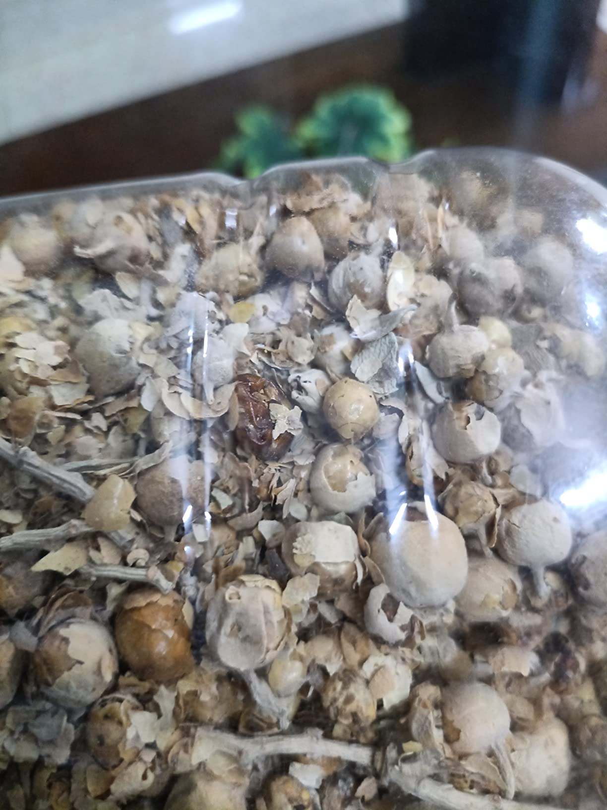 Paneer ka Phool Panir doda Paneer Dodi/Paneer Doda/Withania Coagulans ...