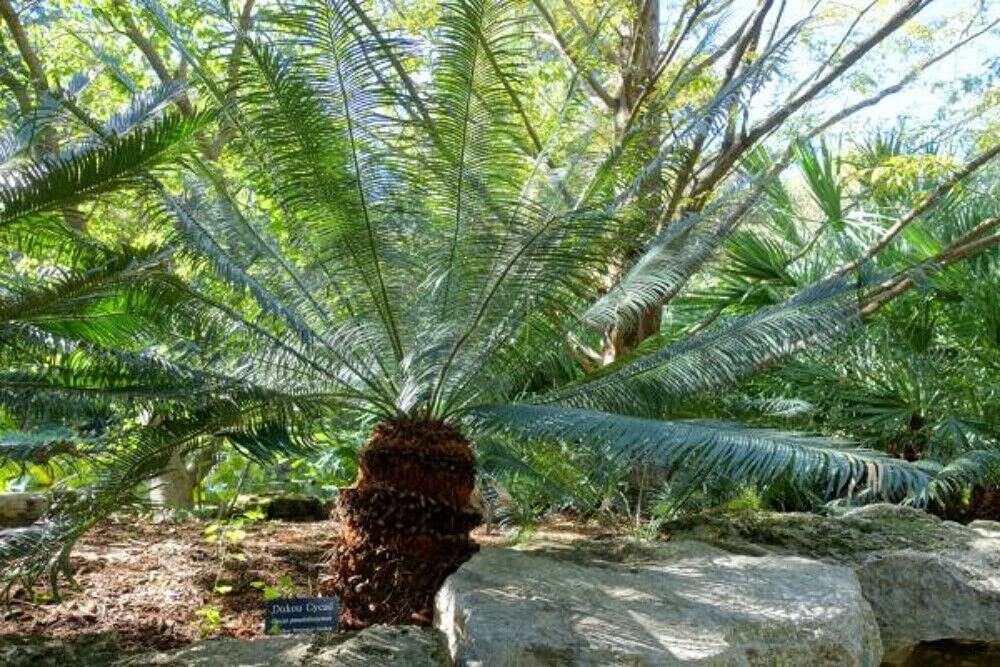 Buy Cycas Siamensis 'Dwarf Form' Dwarf Thai Sago 1 Fresh Seed Rare ...