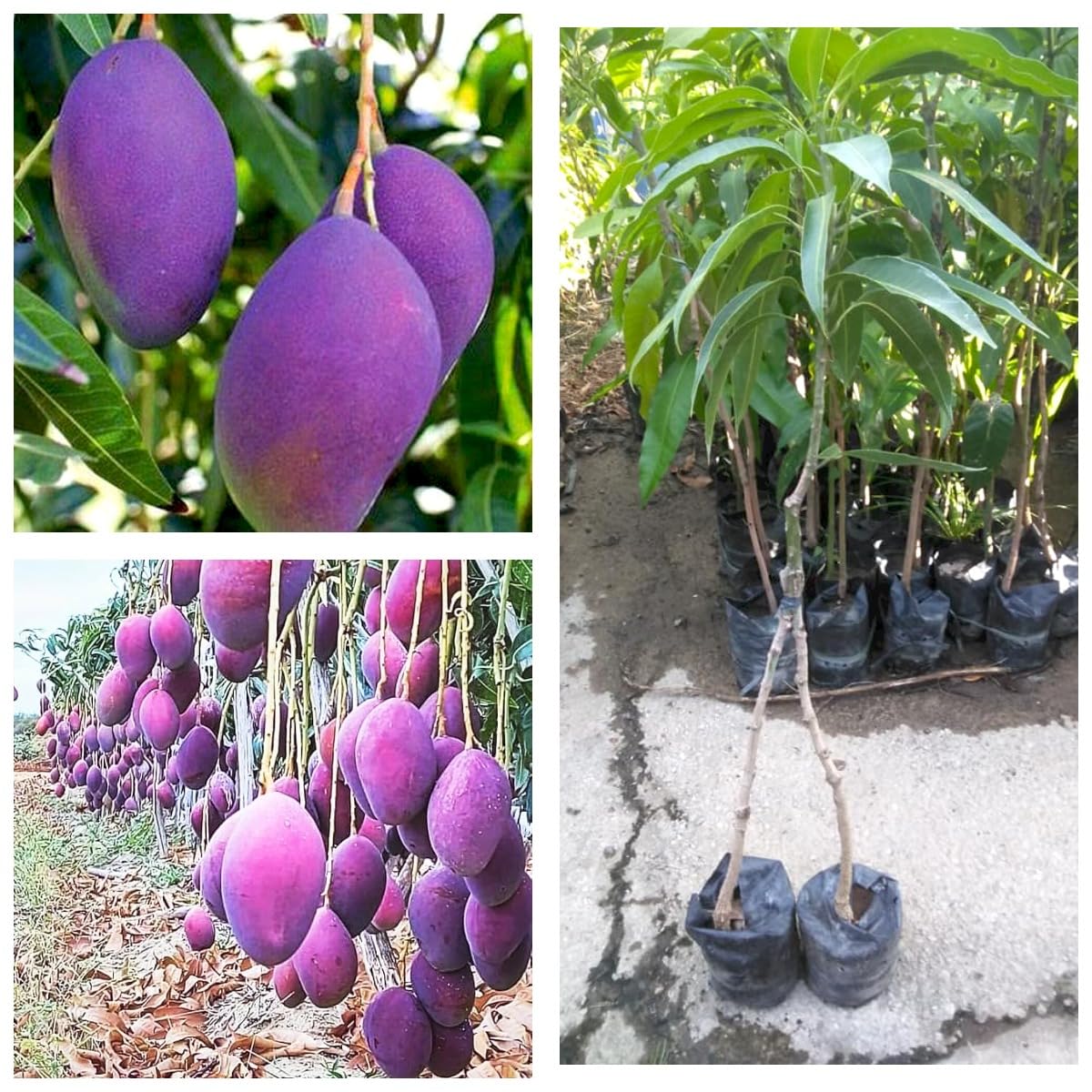 ONLINE PLANT BAZAR Very Expensive Japanese Original Purple Miyazaki Egg ...