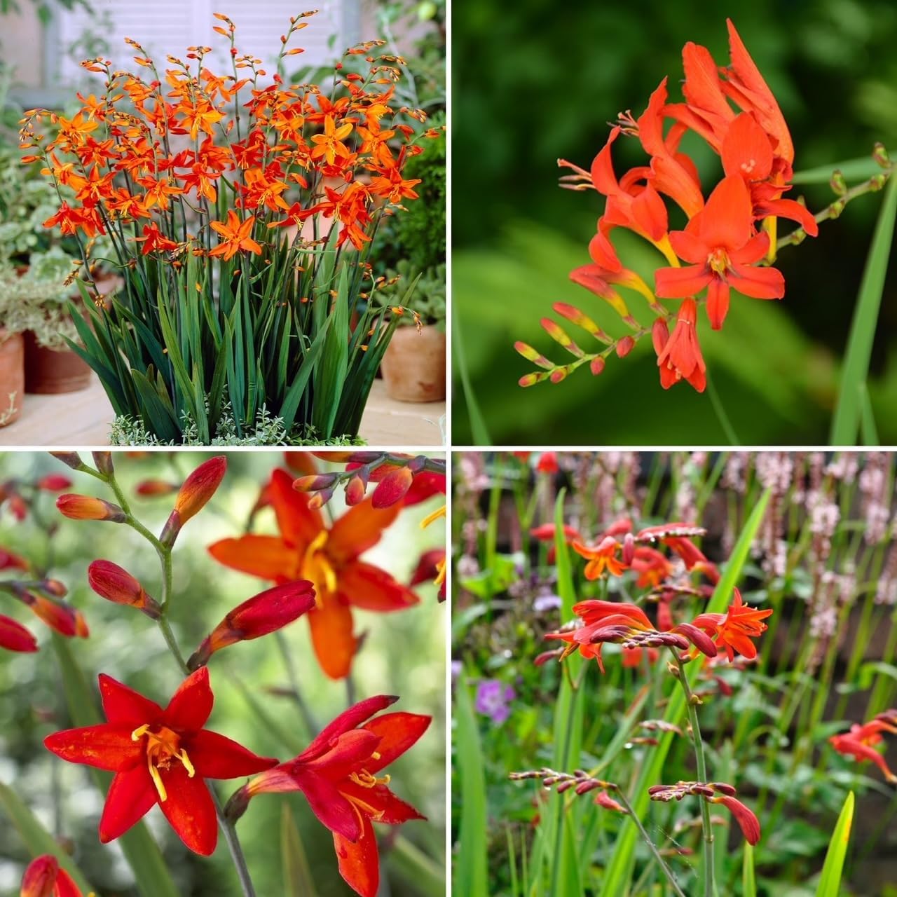 Crocosmia Babylon x 10 Corms/Bulbs. Yellow Throated Orange Red Summer ...