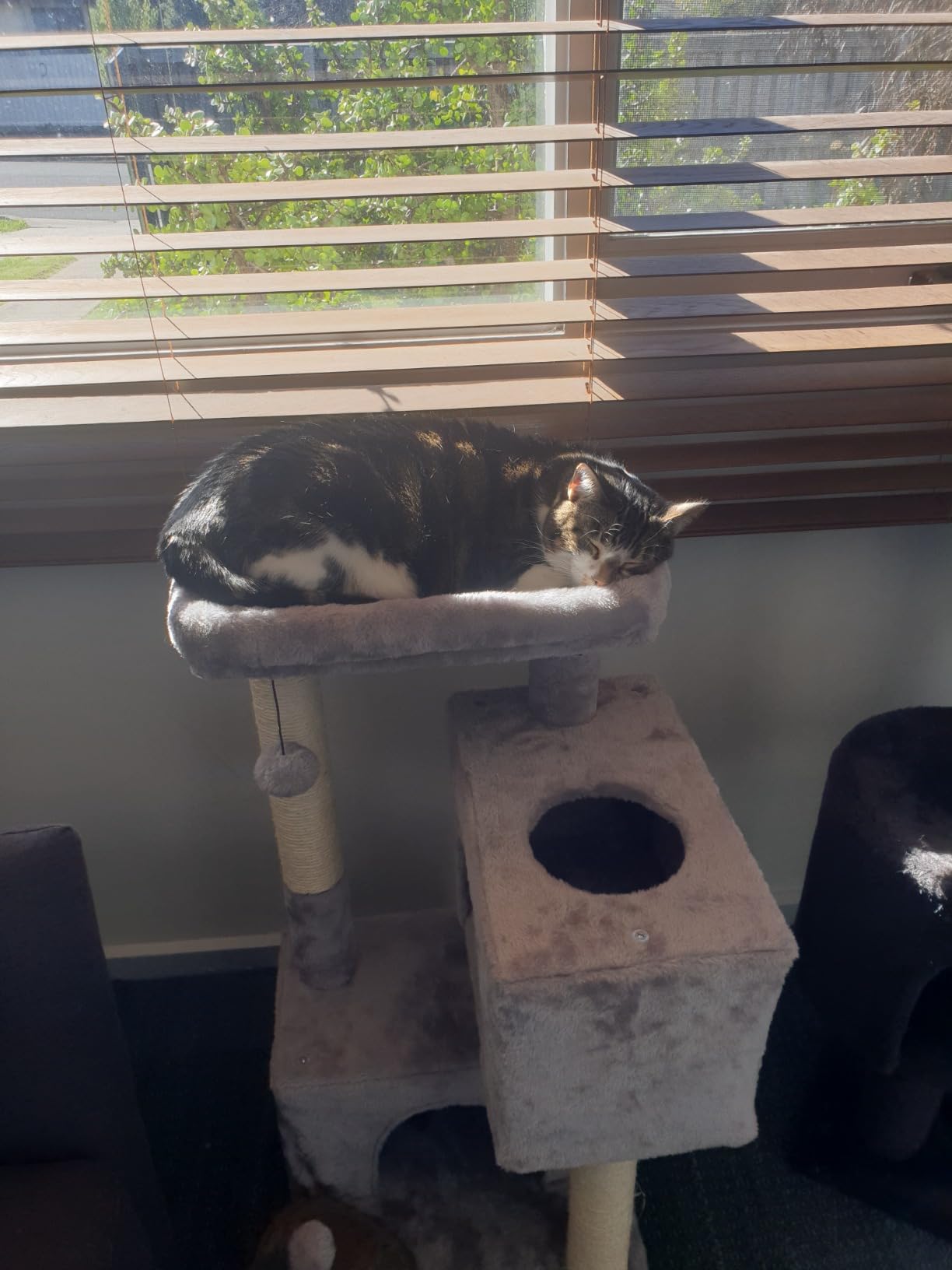PAWZ Road Small Cat Tree 80cm Cat Tower for Indoor Cats with 2 Condos ...