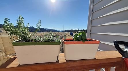Amazon.com : Amazing Creation Window Herb Planter Box, Vibrant Window ...